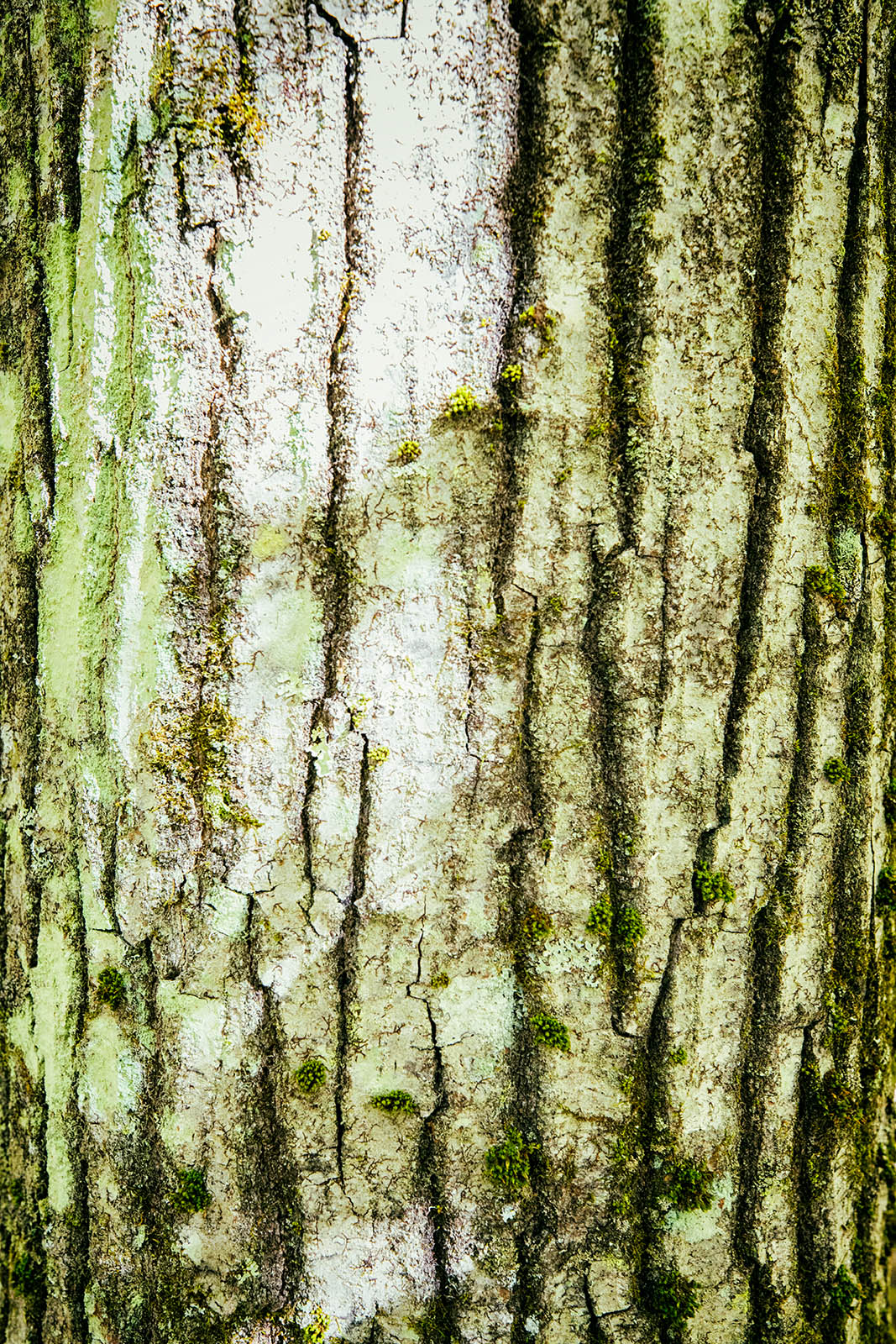 The Forest for the Trees: exploring the interplay of art, history, and ...