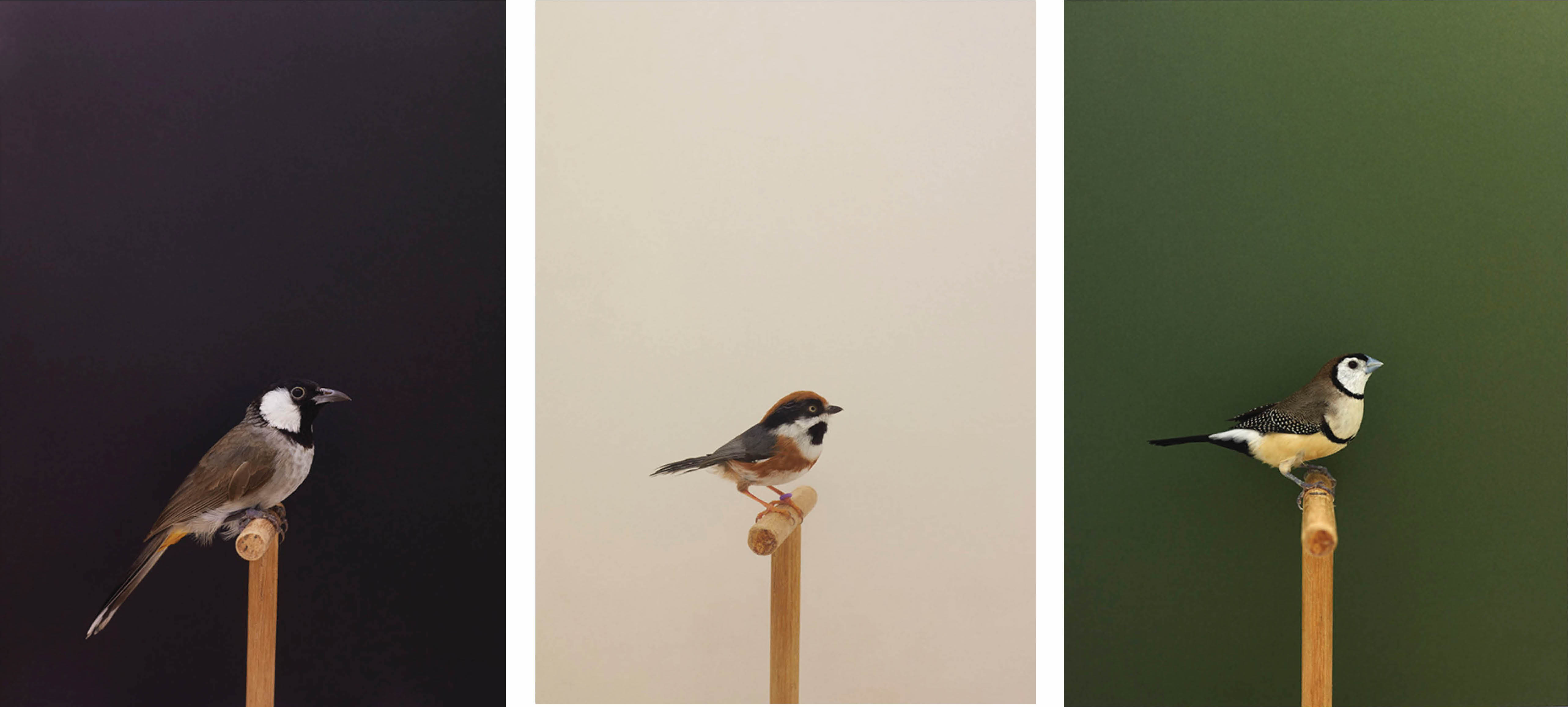 Vanishing Soundscapes is a stark but beautiful reminder of the ...