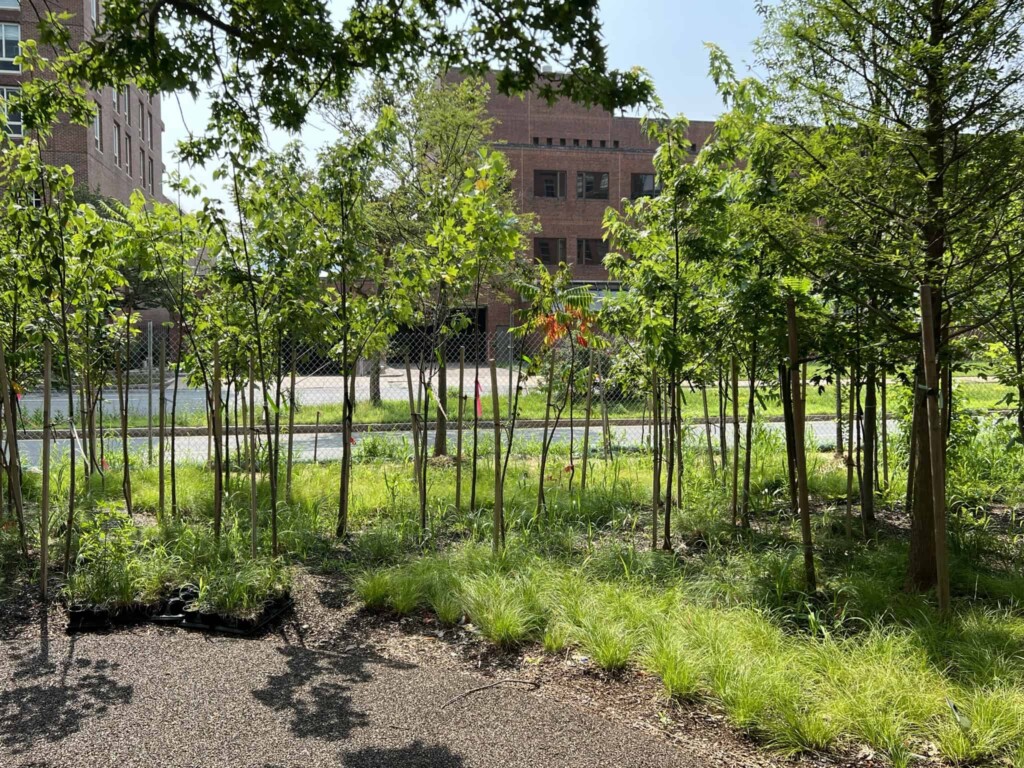 The Forest for the Trees (and the Birds, and the People, and the Planet ...