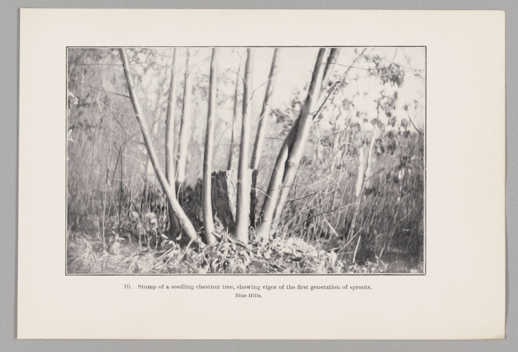 Forests Are Cultural Constructs - Harvard Graduate School of Design